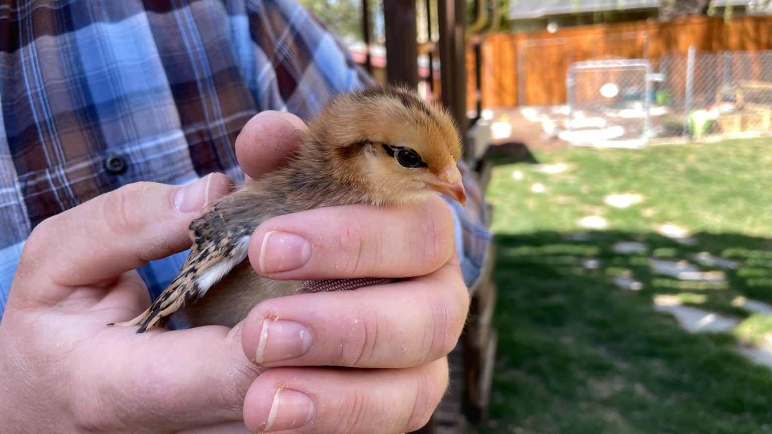 How to Help a Baby Chick that Won't Eat (Plus 7 Reasons Why)