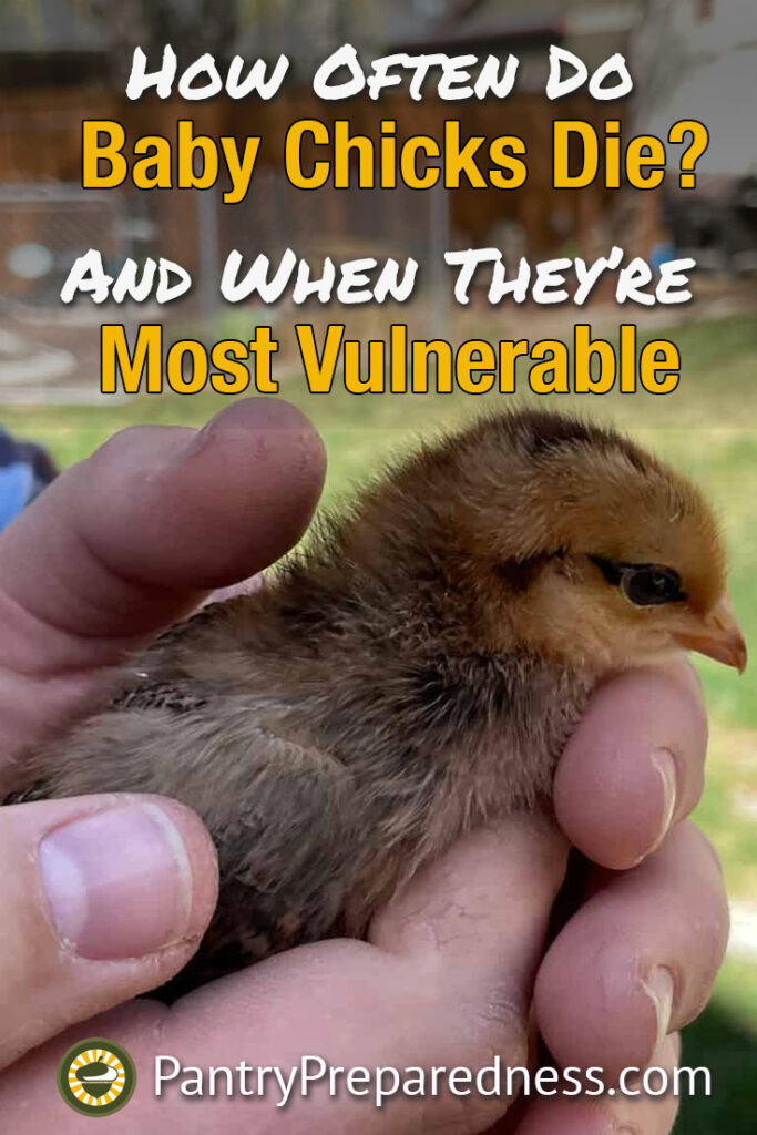 How Often do Baby Chicks Die? (and when they're vulnerable)